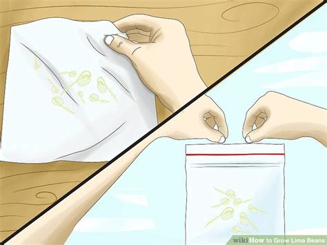 How To Grow Lima Beans 13 Steps With Pictures Wikihow