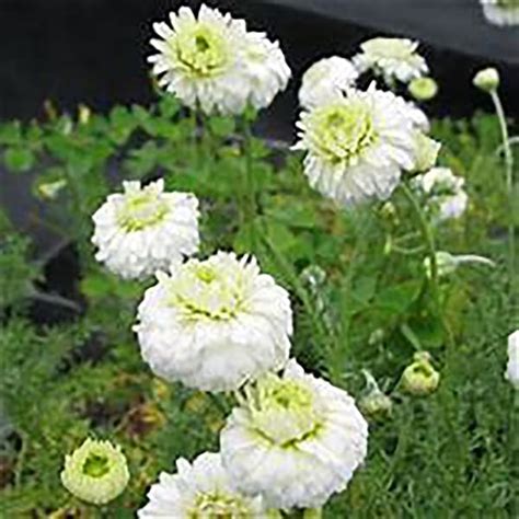 Jp 「ローマンカモミールダブルフラワー」ハーブ105cmポット大苗 通年植付け可能105cmﾎﾟｯﾄ10