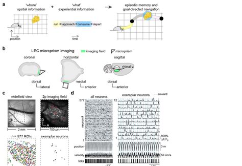 Two Photon Imaging Of The Lateral Entorhinal Cortex Download Scientific Diagram