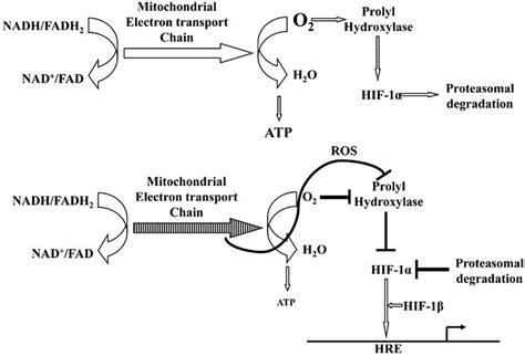 Schematic Representation Of Hypoxic Response By Hif 1 Upper Panel