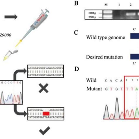 Schematic Representation Of The Pmg Cas9 Ldhs Plasmid A Pcas B