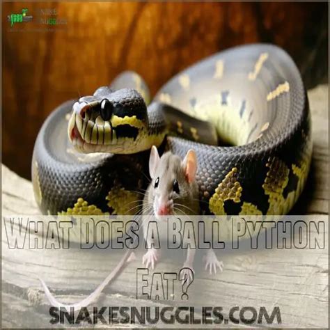 Ball Python Species Guide Master Snake Care In 5 Easy Steps 2025
