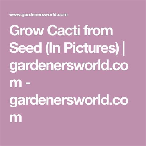 How To Grow Cactus Plants From Seed How To Grow Cactus Cactus Seeds