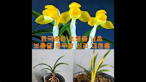 한국춘란 보름달 운무령 신라 대천홍 초명품 난초 판매전 Youtube