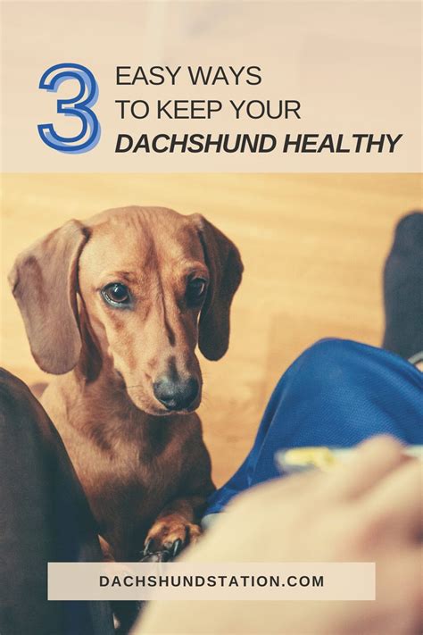 How To Dachshund Artofit