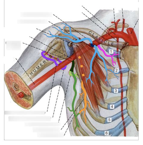Anat D Block Upper Limb Lab Diagram Of Axillary Artery