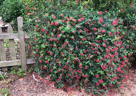 Great Native Vines To Replace Invasive Species Fine Gardening