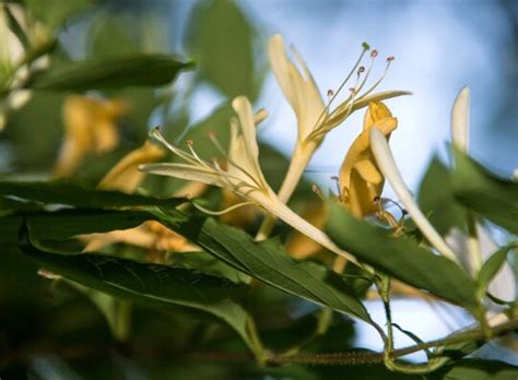 Whats That Wonderful Smell Its Honeysuckle Season The Washington Post
