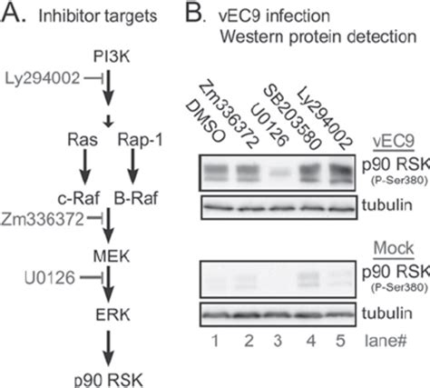 Erk Pathway Activation A Inhibitors And Their Targets Within The Erk Download Scientific