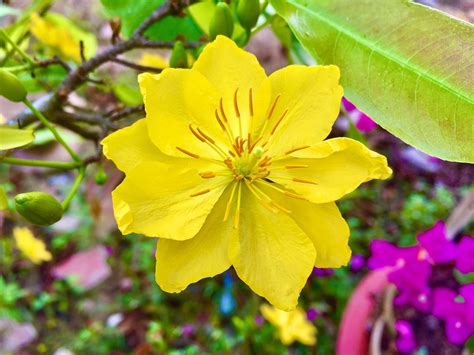 Abricot Jaune Fleur Plantes Photo Gratuite Sur Pixabay Pixabay