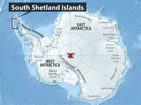 Scientists Track Penguin Migration Routes Using Feathers Daily Mail