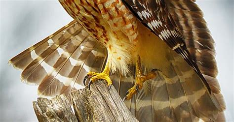 Red Shouldered Hawk Wing Stretch Album On Imgur