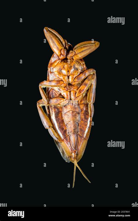 Dead Dried Cockroach Isolated On Black Background Dead Dried Cockroach Isolated On Black Stock