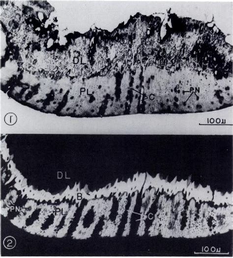 Figure 2 From Localization Of Fluorescent Compounds In The Firefly