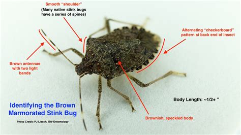 Stinkbugs Warm Weather Unleashes Smelly Bugs In Wisconsin
