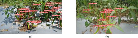 Examples Of Green Pepper Detection Results Using Yolo V5l A Download Scientific Diagram