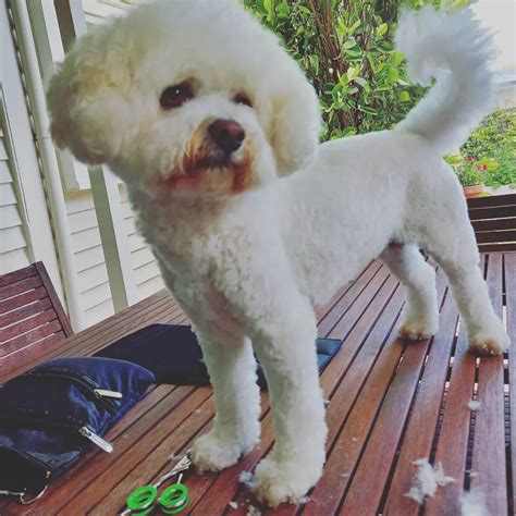 Chibi Chewbacca Chibichewbacca • Instagram Photos And Videos