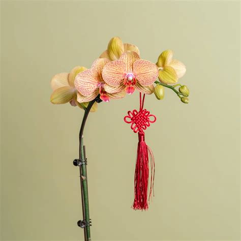 Orchid Bouquet Singapore Online Flower Delivery