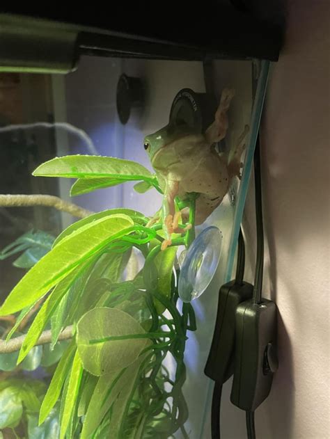 Silly Loki R Frogs