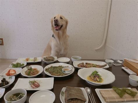 반려생활 경주애견동반식당 경주 별채 한정식집 진수성찬