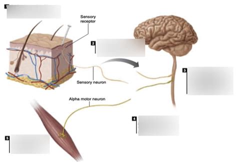 Diagram Of Sensory Motor Integration Quizlet