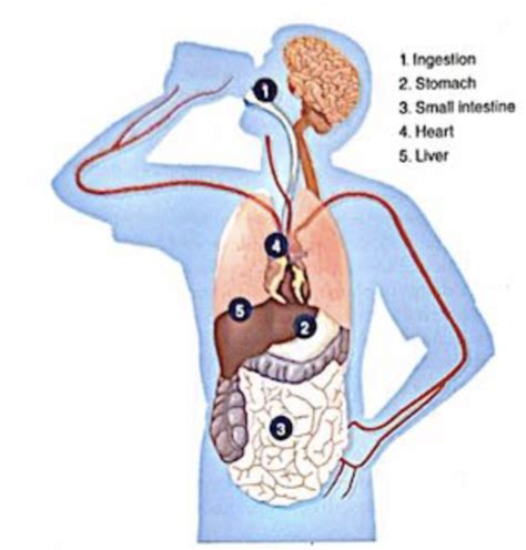 PSY 366 Chapter 10 Flashcards Quizlet PSY 366 Chapter 10 Flashcards Quizlet