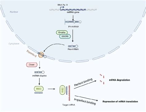 Figure 1 From Recent Advances In The Roles Of Microrna And Microrna Based Diagnosis In