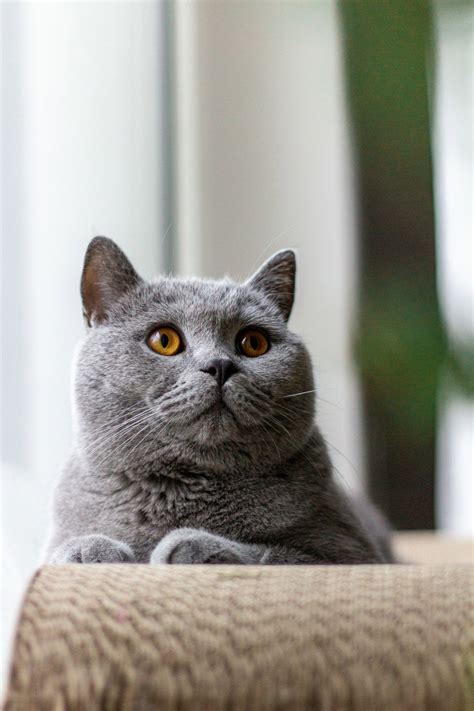 10 Cat Breeds That Make The Best Emotional Support Animals