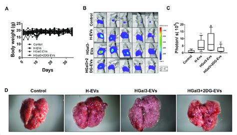 Hgal3 Evs Promoted Lung Metastasis Of Mda Mb 231 Cells By Enhancing The