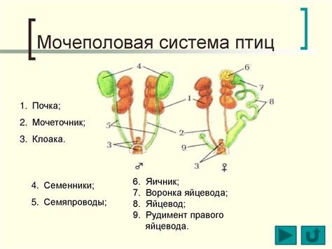 46 Особенности внутреннего строенияптицы презентация онлайн