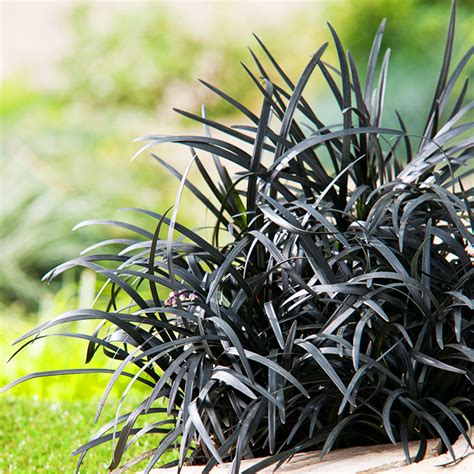 Black Mondo Grass For Sale Online The Tree Center