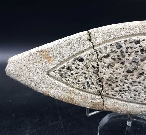 Proantic Cassava Grater Tumaco La Tolita Ecuador