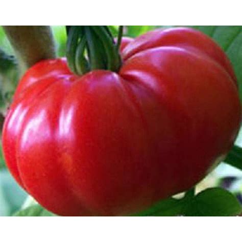 Marmande Tomato Seeds Etsy