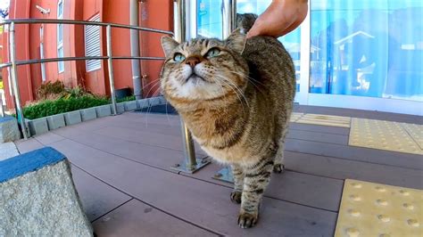 市民センターの前にいた猫が何か話し掛けてきたのでナデナデしてきた Youtube