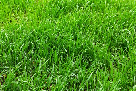 9 Most Common Types Of Grass—and How To Choose The Right Variety For