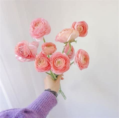 러블리한 여친한테 선물하기 딱인 매력이란 꽃말 가진 파스텔 핑크톤 라넌큘러스 꽃다발 네이버 포스트