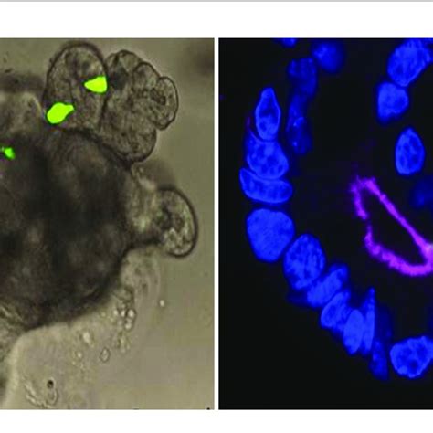 Pdf What Is An L Cell And How Do We Study The Secretory Mechanisms Of