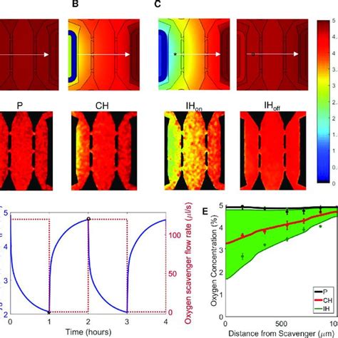 Finite Element Simulations And Measurements Of Steady State Oxygen