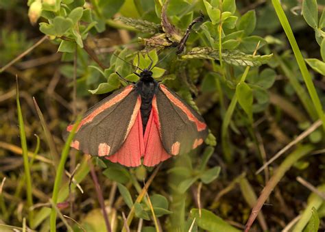Cinnabar The Wildlife Trusts