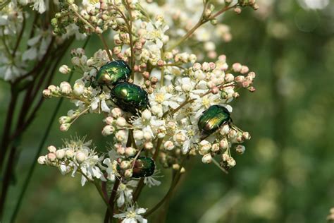 Free Images Tree Nature Branch Blossom Fruit Berry Flower Bush