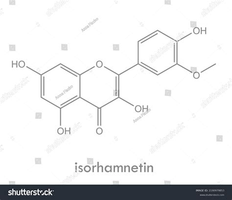Isorhamnetin Structure Molecule Flavonol Flavonoid Found Stock Vector