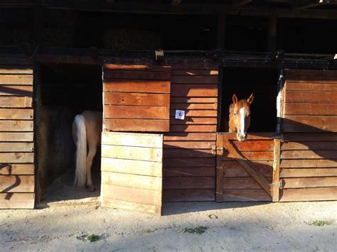 Very Long Horse Rpics