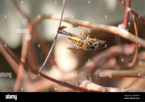 Wasp Having Attacked Red Darter Dragonfly Kill Or Killing Is Normally