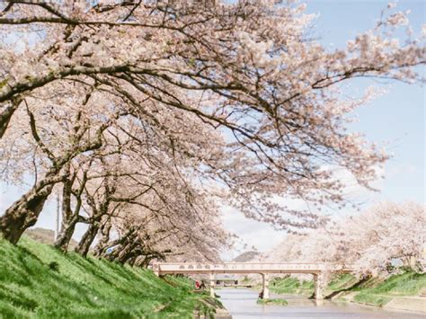 新境川堤の花見桜情報2024ウェザーニュース