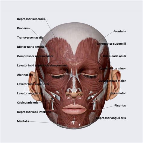 Muscle Anatomy Of The Face 3d Digital Render Of A Male Anatomy Face