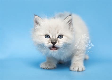 Our Kittens Angels Joy Siberian Cats