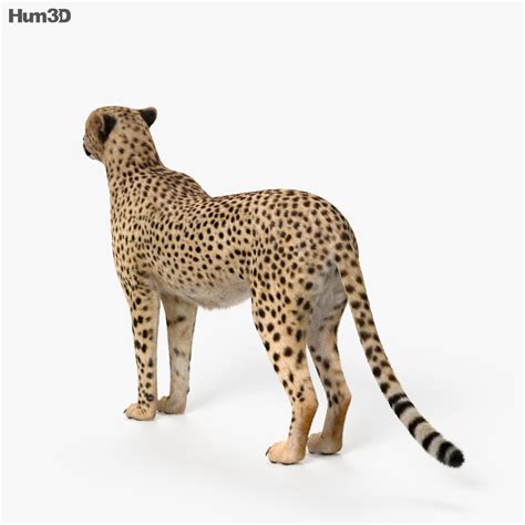Animiertes Gepard 3d Modell Herunterladen Säugetiere On