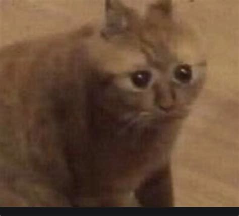 Create Meme Cat Pictures Meme