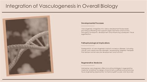 Understanding Vasculogenesis The Essential Process Of Blood Vessel