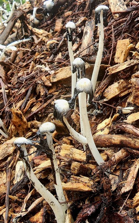Colonized Wood Chip Pile Hawaii Rmushroomporn